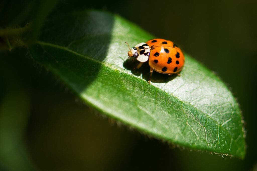 How to Get Rid Of Ladybugs - Asian Lady Beetle Control In Minneapolis