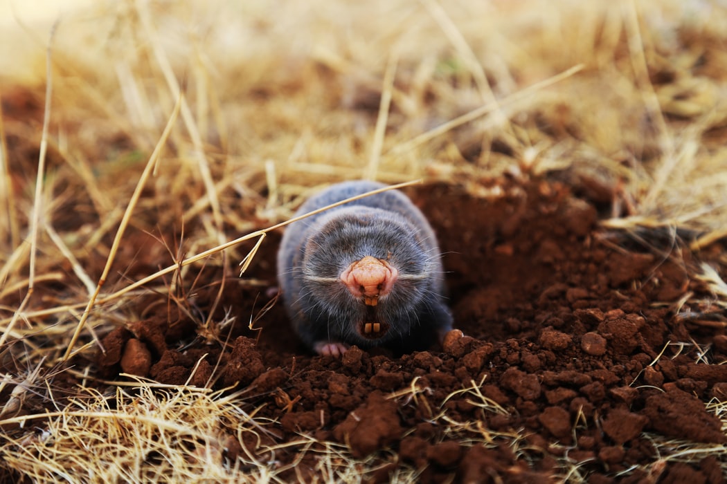 Get Rid Of Moles In Your Yard | Minneapolis MN Mole Removal Company