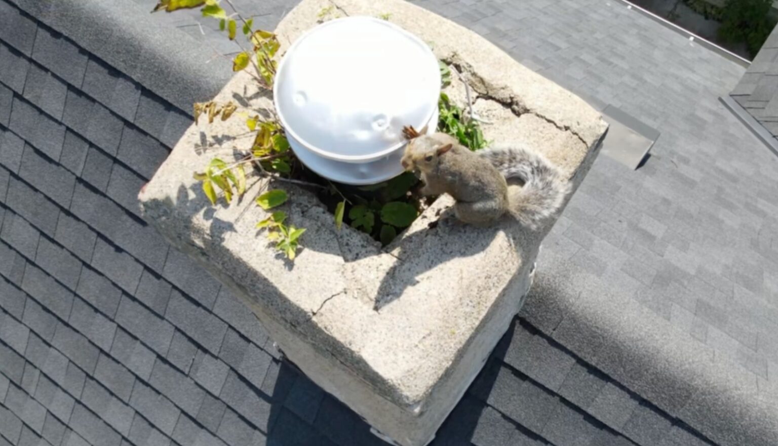 How to Keep Birds and Rodents From Damaging Your Solar Panel Equipment ...
