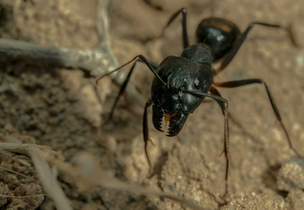 All You Need to Know About the Carpenter Ant Lifecycle - Abra Kadabra