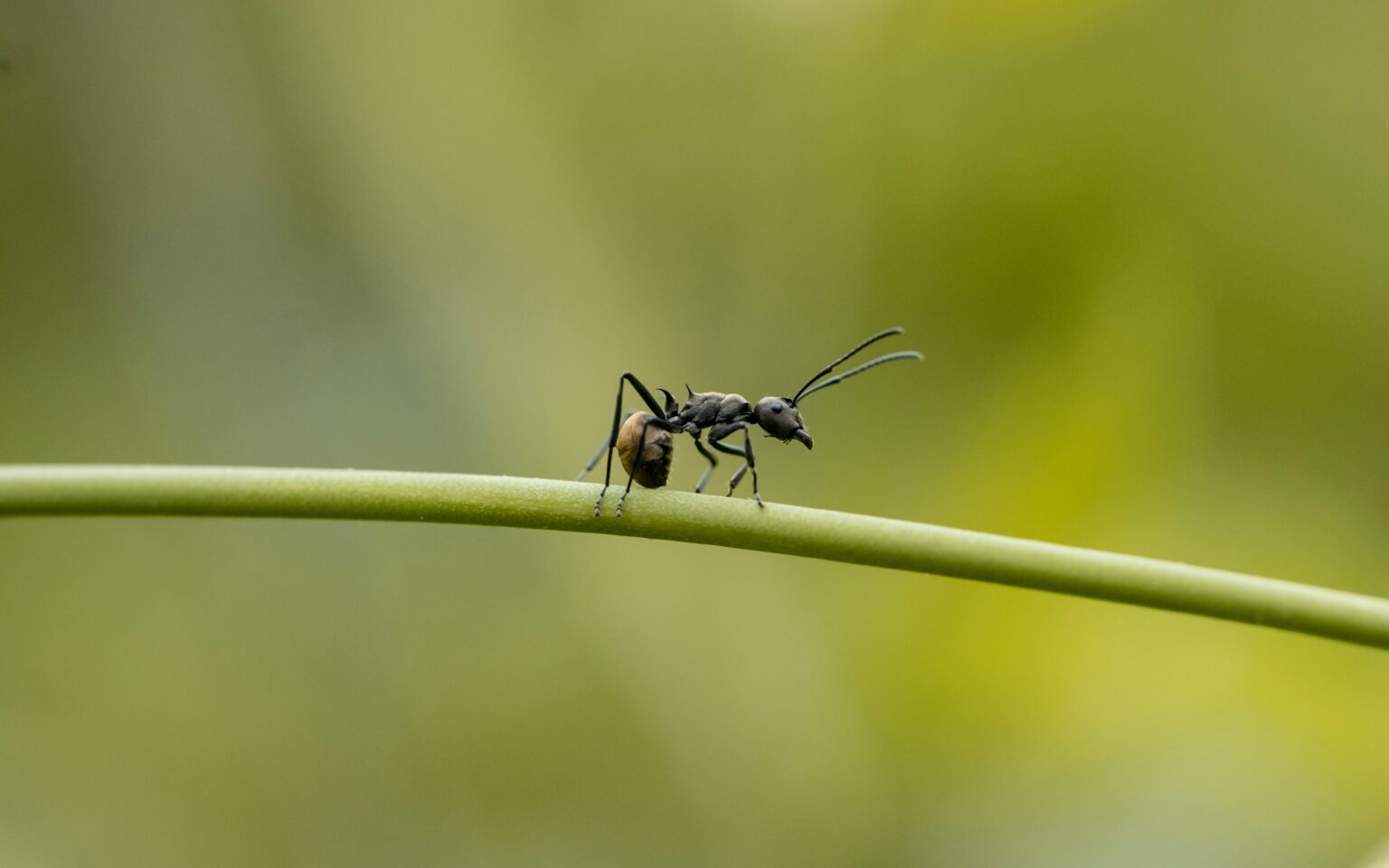 All You Need to Know About the Carpenter Ant Lifecycle - Abra Kadabra