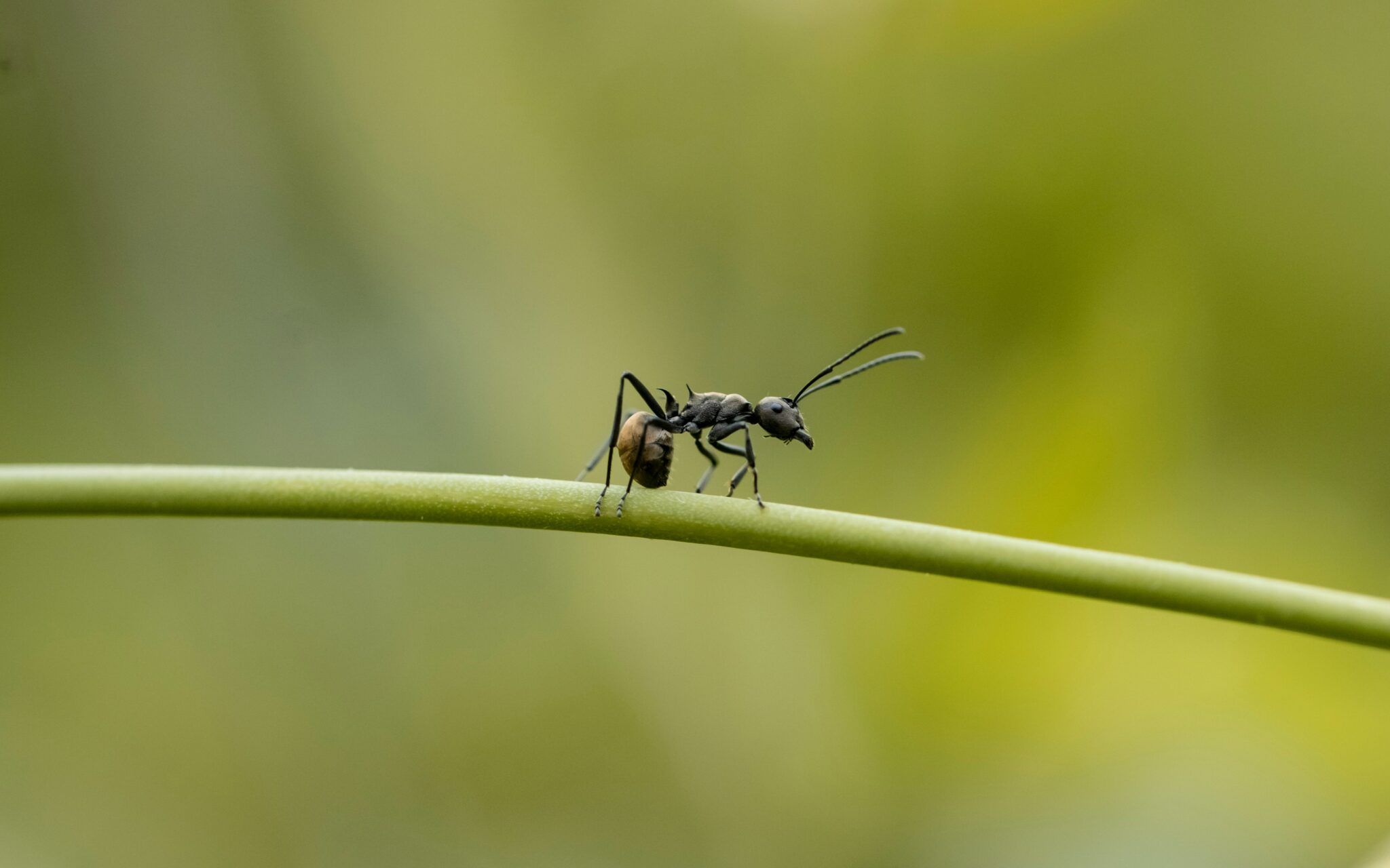 All You Need to Know About the Carpenter Ant Lifecycle - Abra Kadabra
