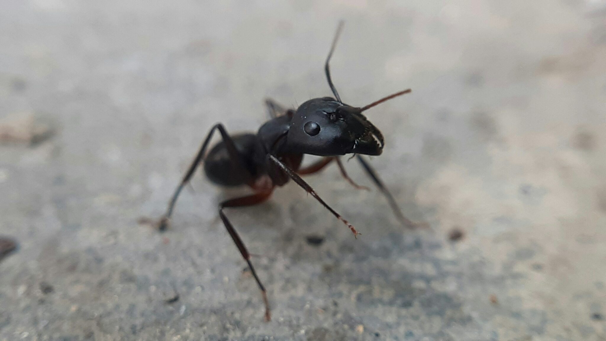 All You Need to Know About the Carpenter Ant Lifecycle - Abra Kadabra
