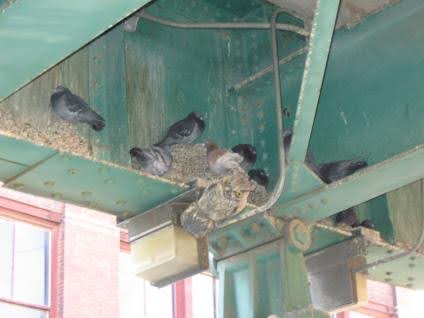 Bird Management Best Practices With Compliance in Mind - Abra Kadabra