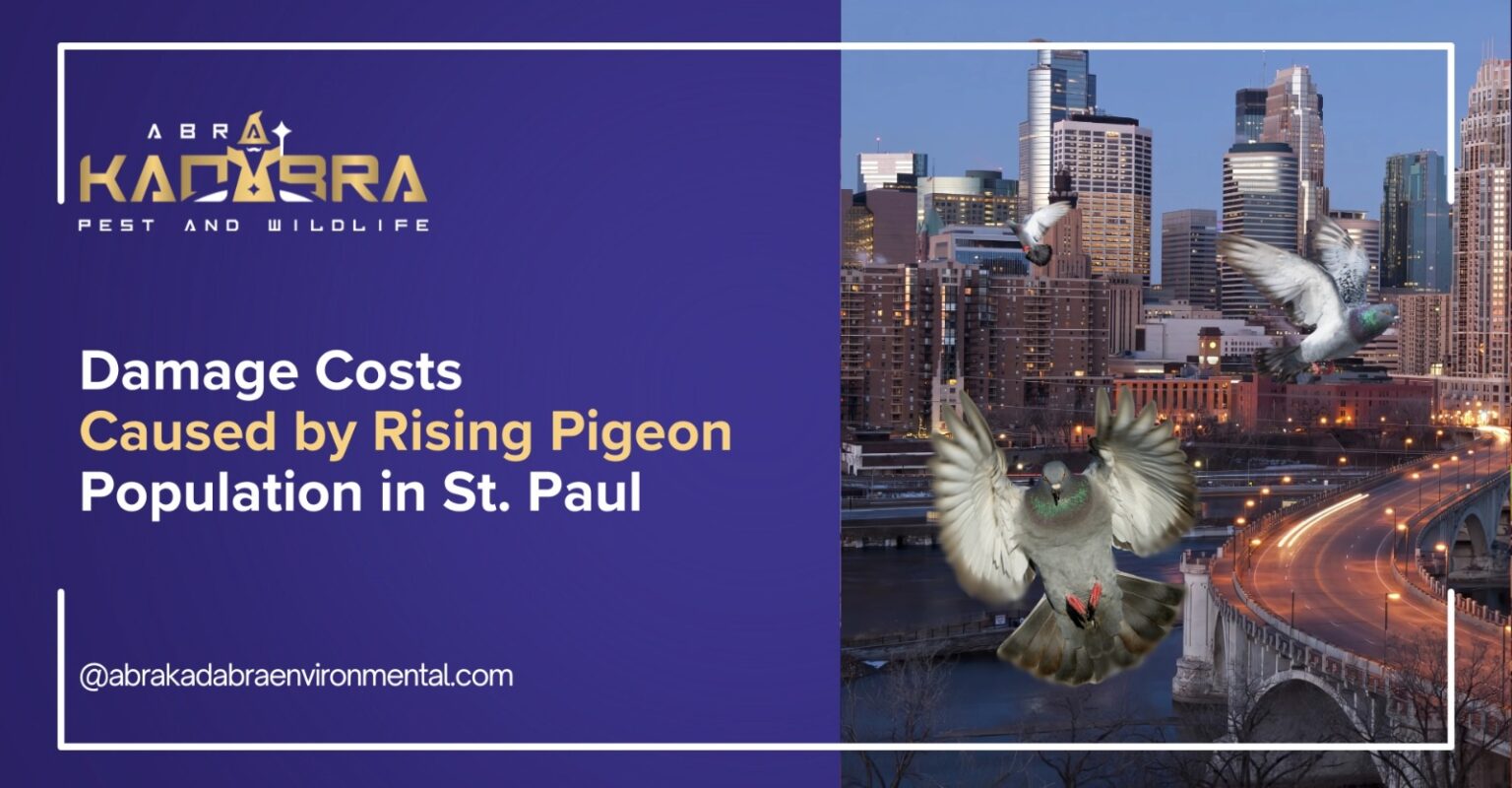 Damage Costs Caused by Rising Pigeon Population in St. Paul - Abra Kadabra